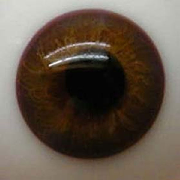 18mm Half Round Real Life Glass Eyes - Medium Brown
