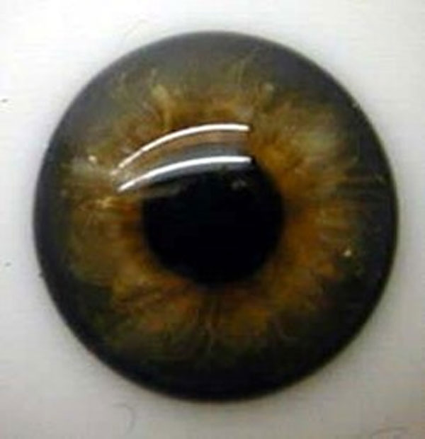 18mm Half Round Real Life Glass Eyes -Blue-Grey with Brown