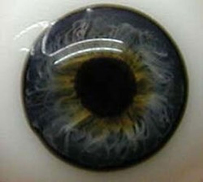 20mm Half Round Real Life Glass Eyes -Dark Blue