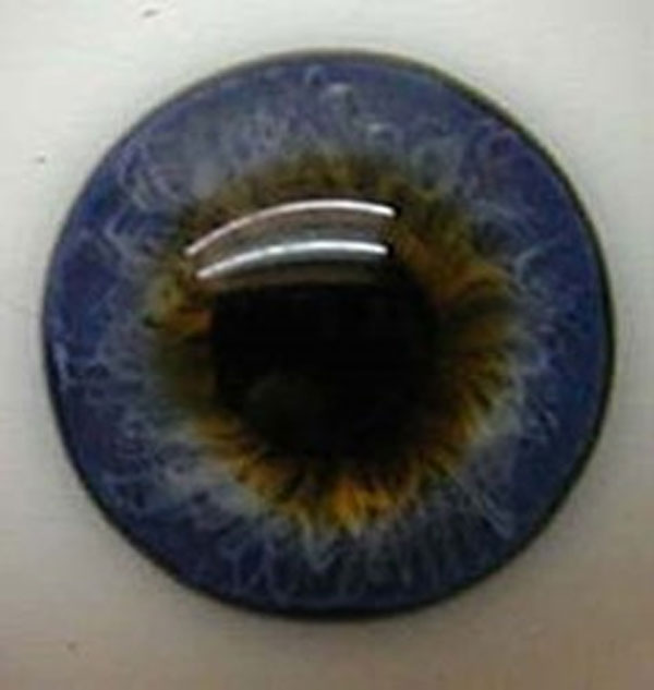 22mm Half Round Real Life Glass Eyes - Normal Blue